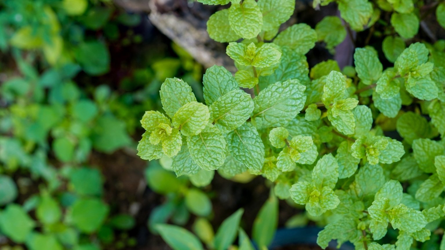 19 Mint Varieties For Your Edible Garden