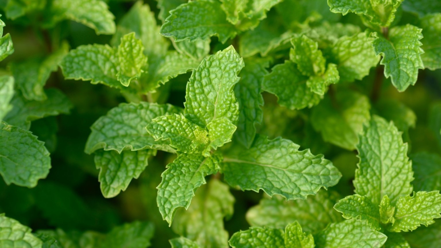 19 Mint Varieties For Your Edible Garden