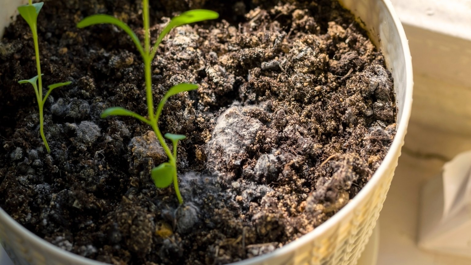 White Mold on Houseplant Soil: What it Means and What to Do