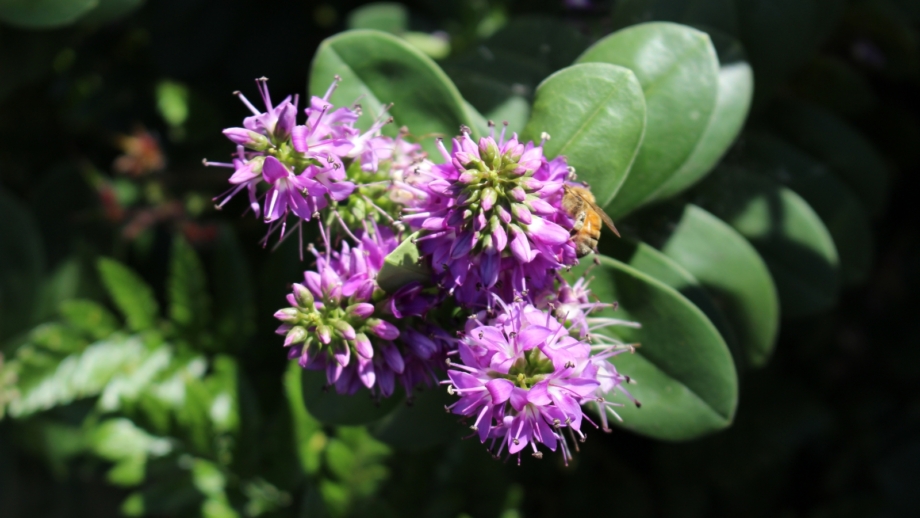 31 Native Plants That Attract Wildlife