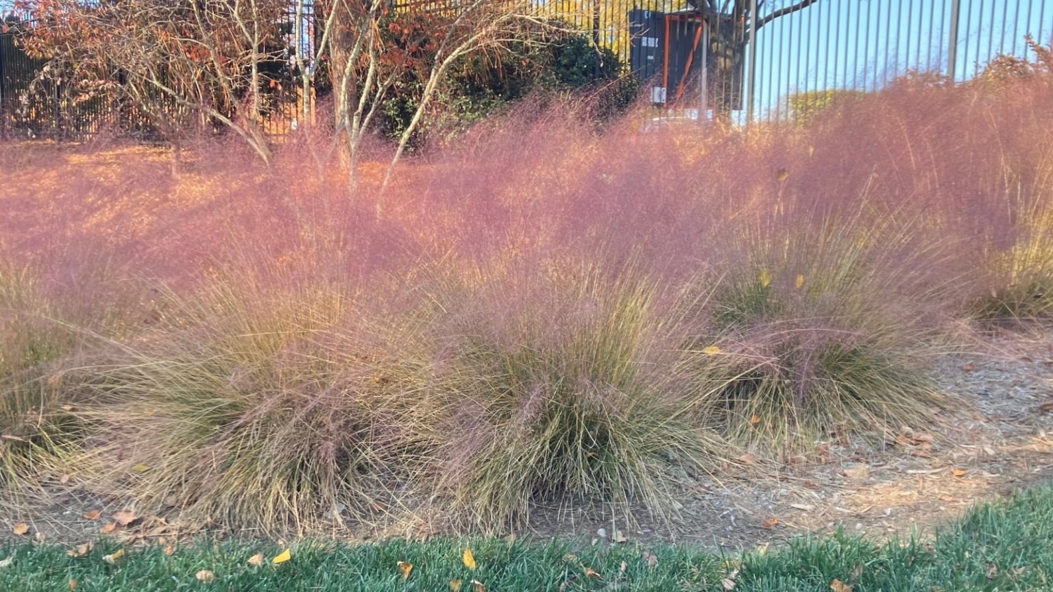 11 Best Ornamental Grasses To Create A Privacy Screen