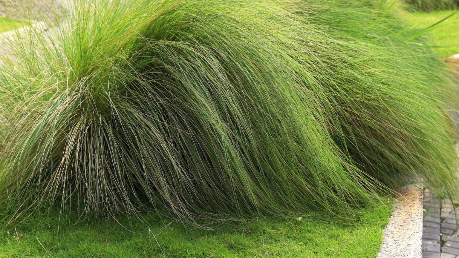 11 Best Ornamental Grasses To Create A Privacy Screen