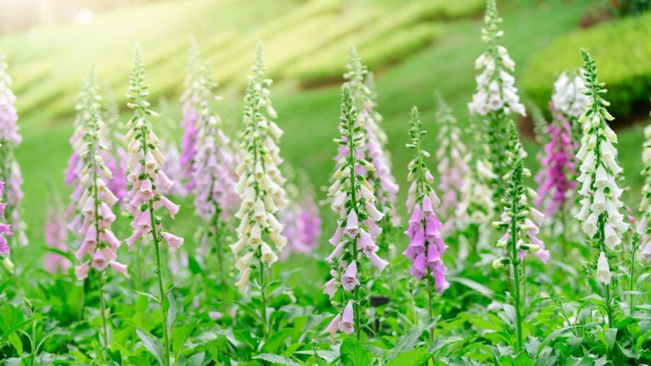 How to Plant, Grow, and Care for Foxgloves