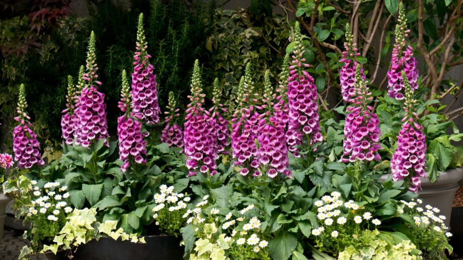 How to Plant, Grow, and Care for Foxgloves