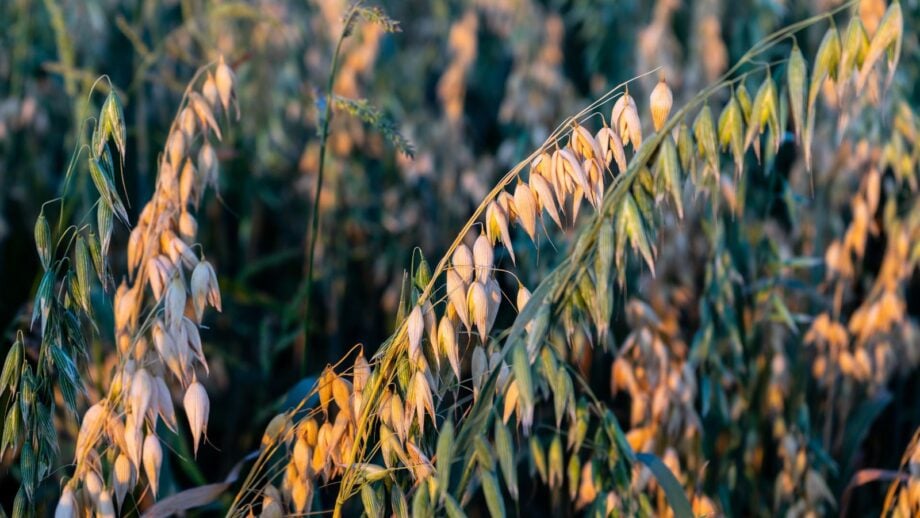 How to Plant, Grow, and Care for Oats