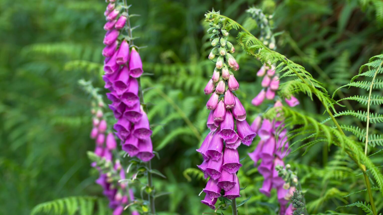 How to Plant, Grow, and Care for Foxgloves