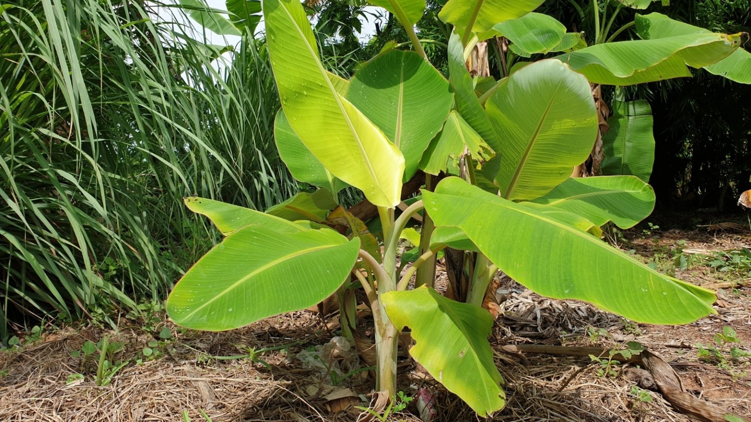 21 Best Plants To Grow Around Your Pool