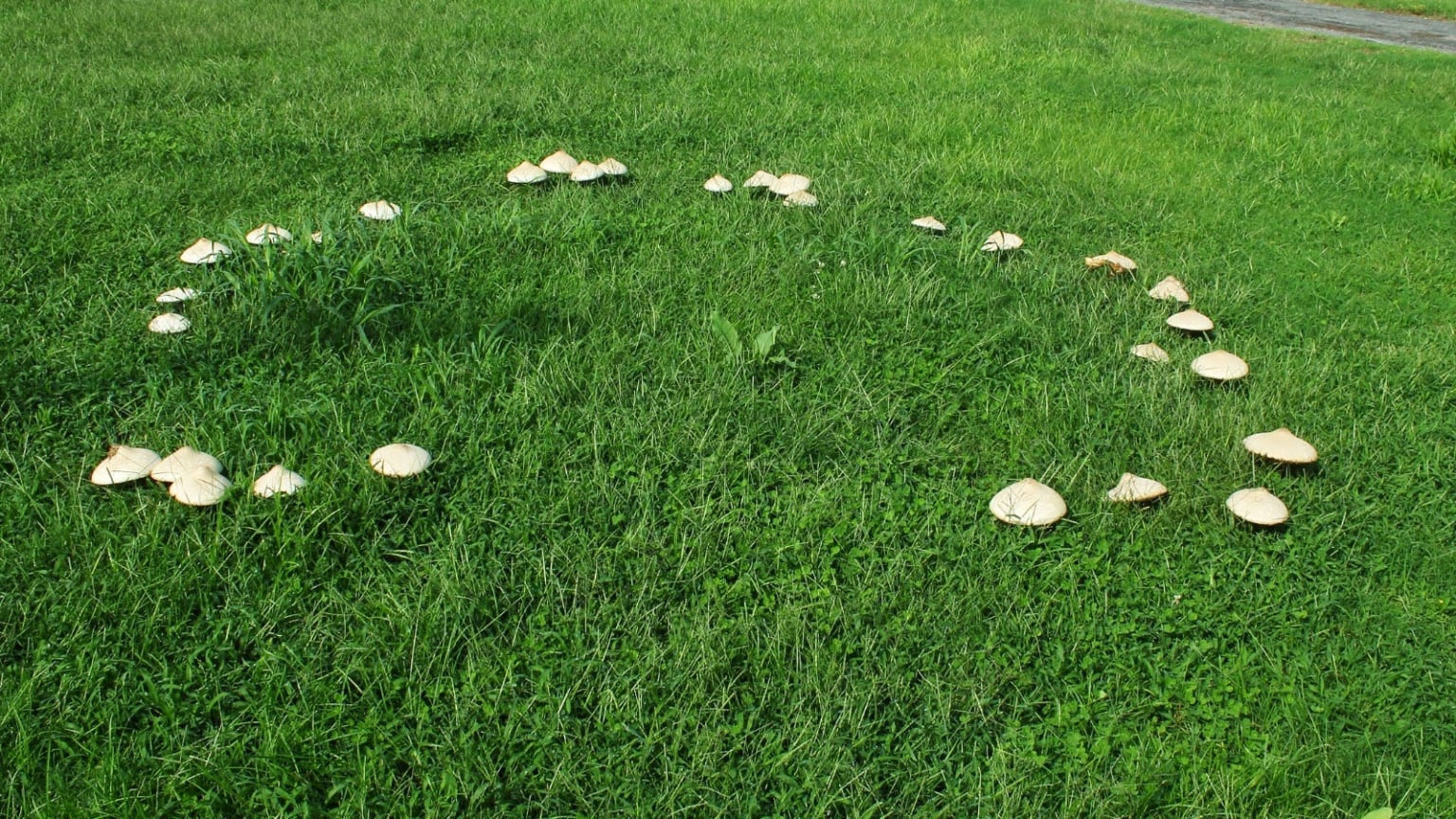 What Are Fairy Rings, and What Do They Mean For Your Garden?