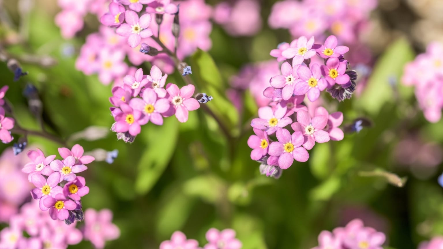 21 Best Short Perennials for the Front of the Border