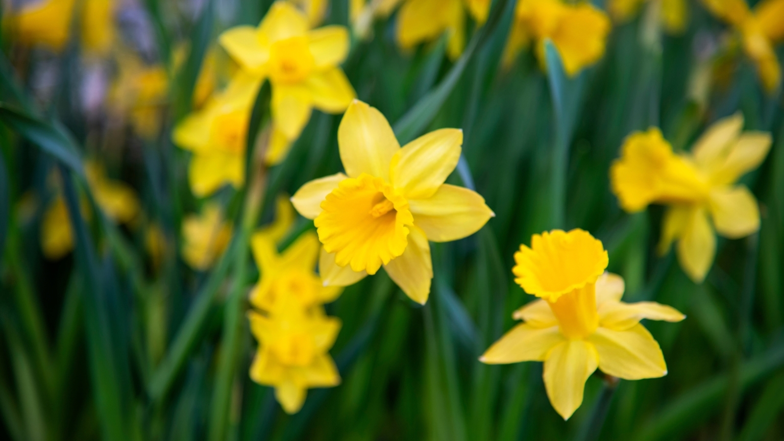 23 Easy Beginner Flowers You Can Still Plant This Year