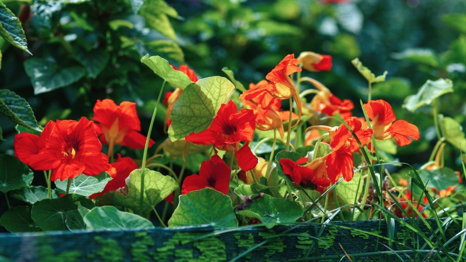 15 Plants You Should Be Growing in Raised Beds