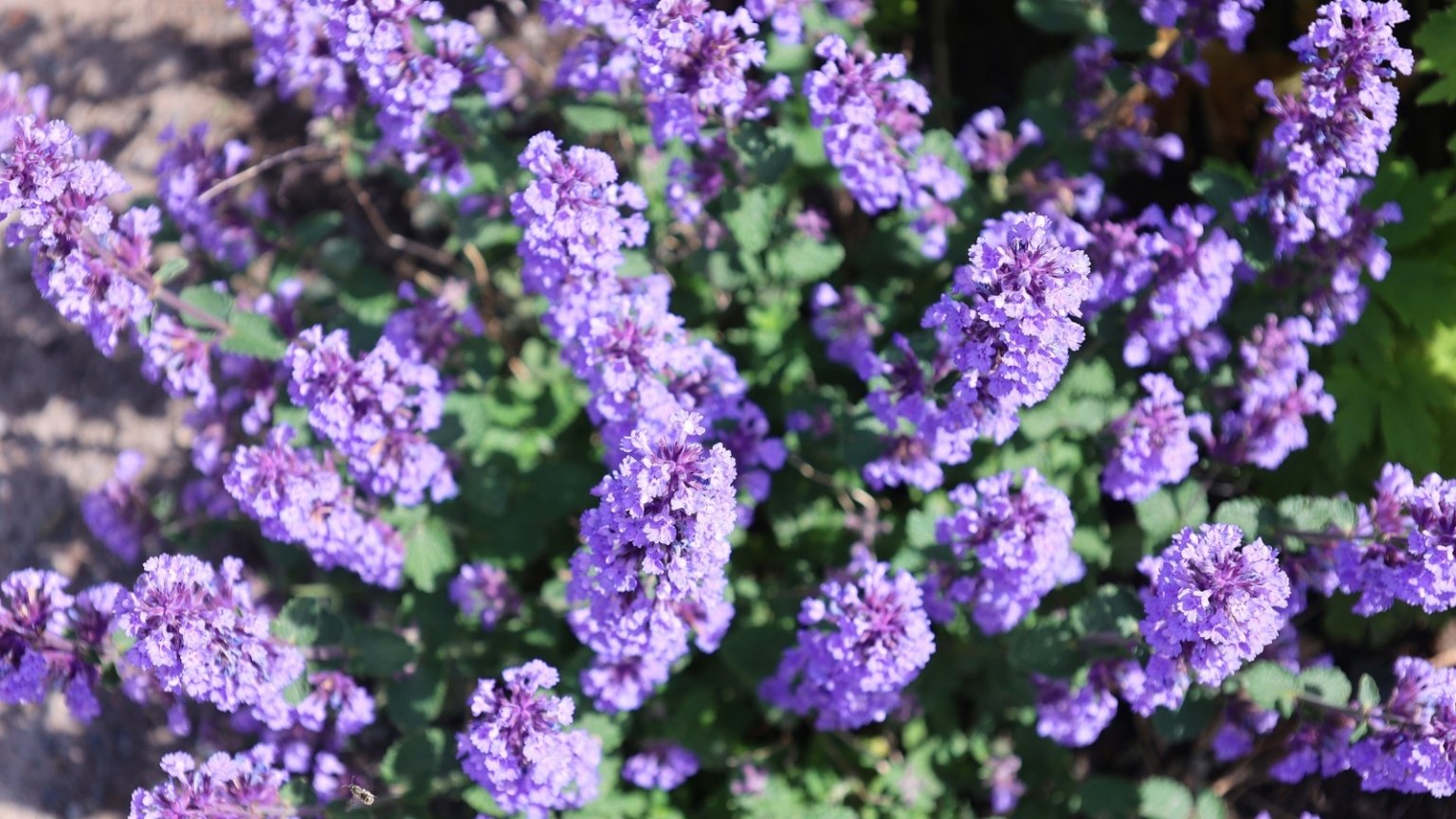 21 Lavender Look-alikes for Your Landscape