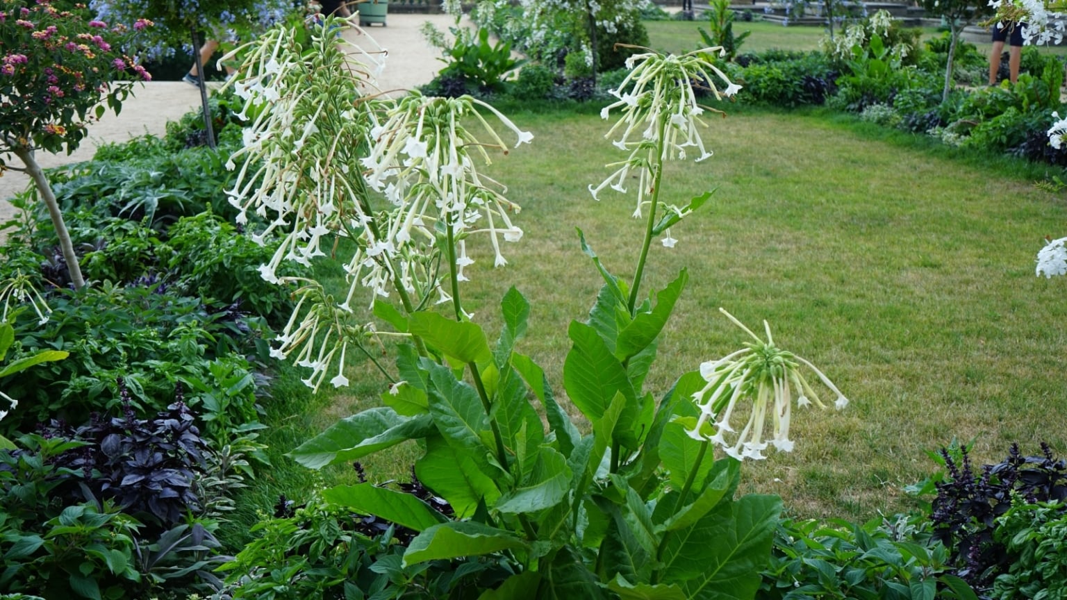 27 Best Heirloom Plants You Can Grow From Seed