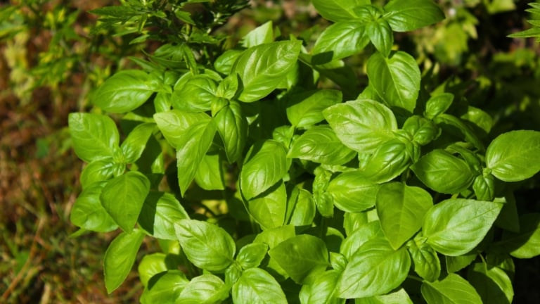 How to Plant, Grow, and Care for Basil