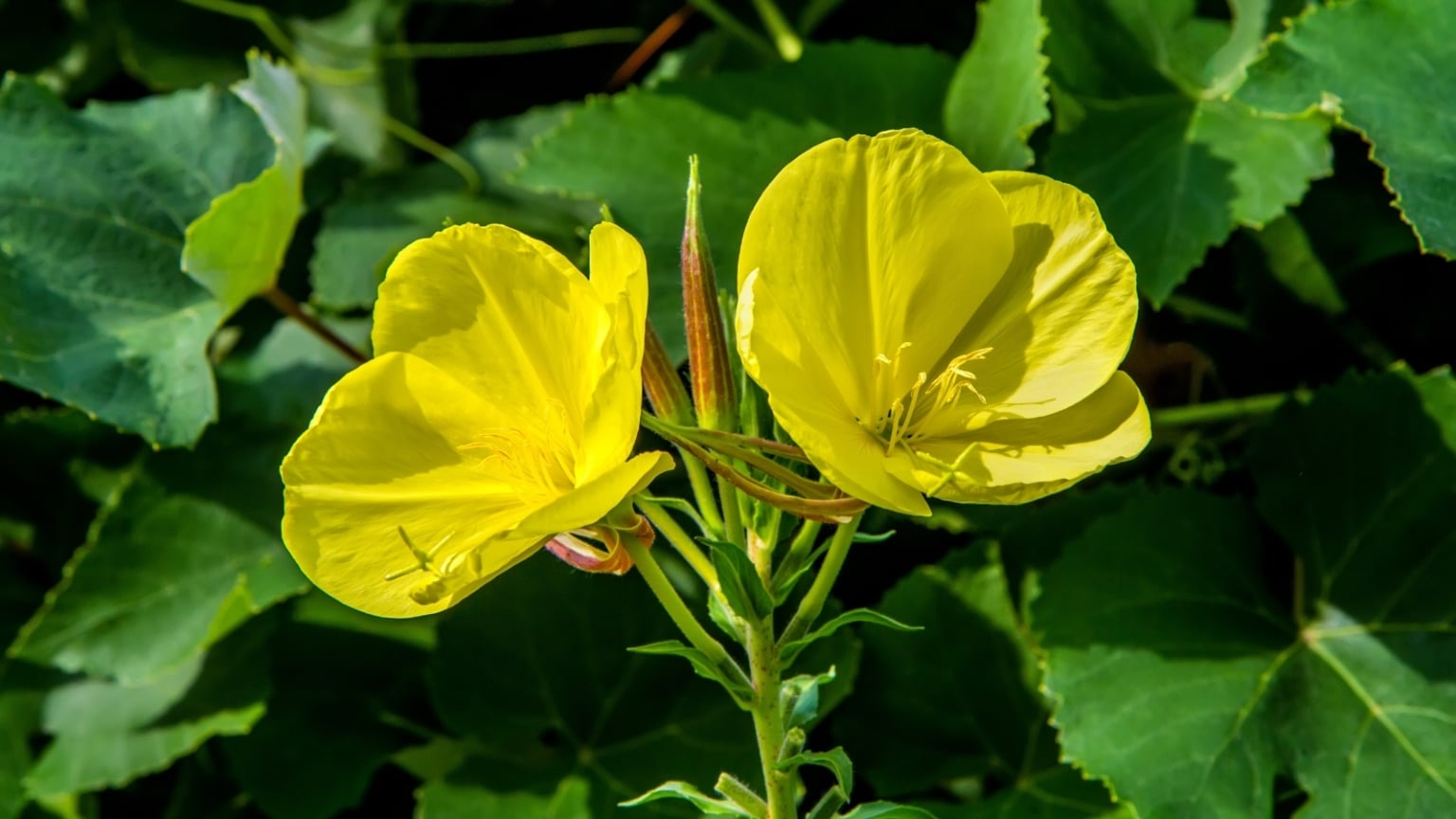 39 Flowering Weeds With Picture Identification