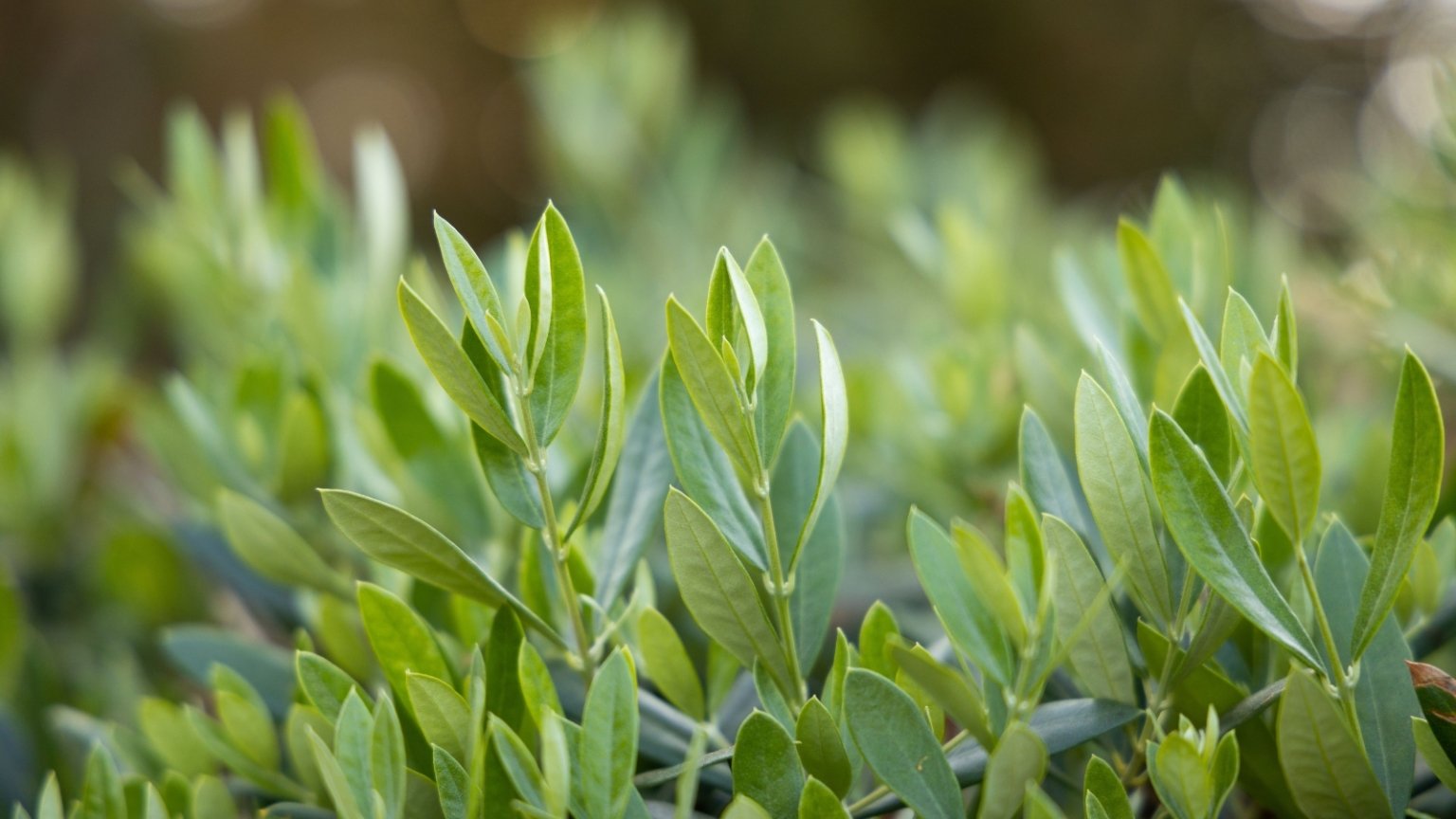 19 Dwarf Evergreen Trees for Your Landscape