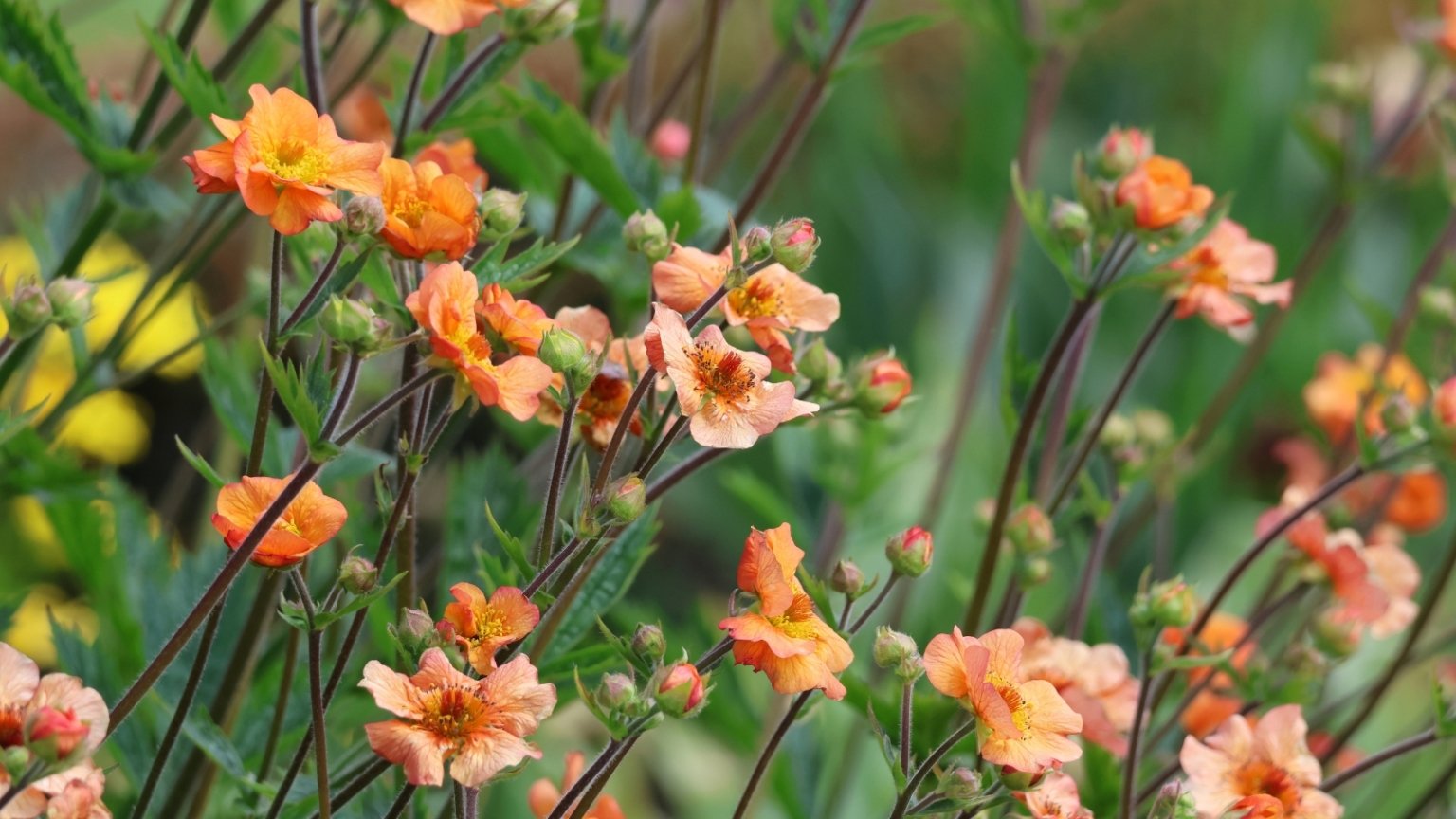 27 Popular Geum Varieties for Your Garden