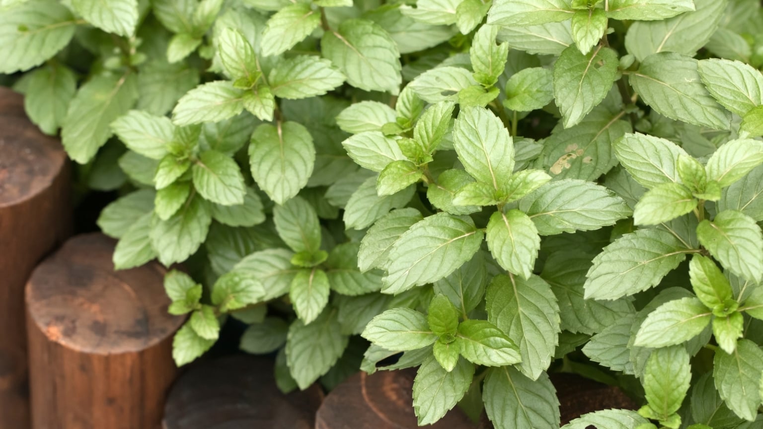 19 Mint Varieties For Your Edible Garden