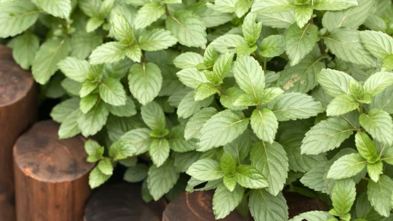 19 Mint Varieties For Your Edible Garden