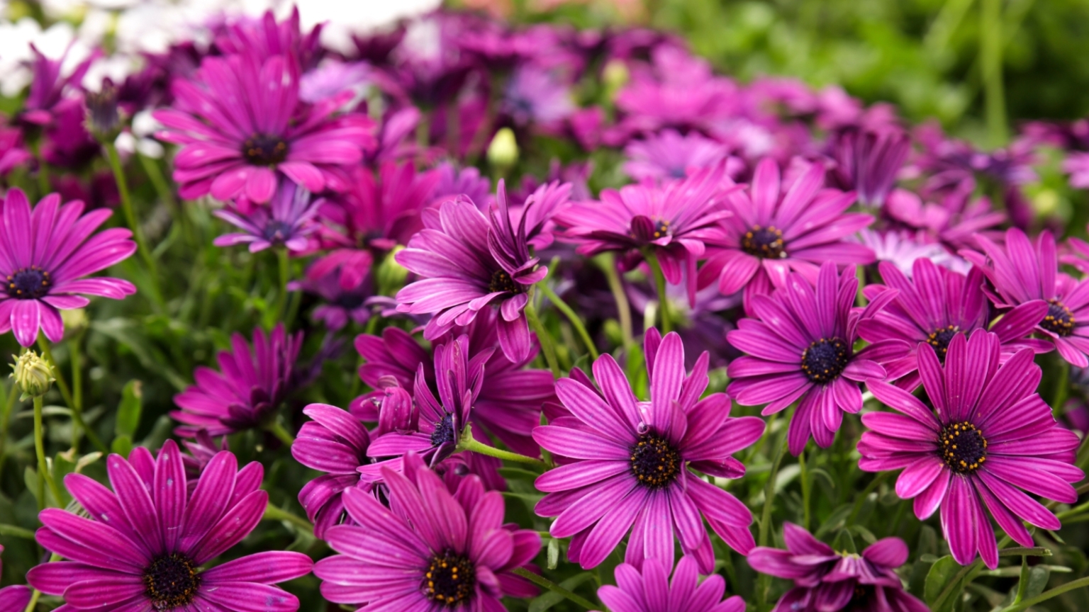 15 Cool-Season Flowers You Should Plant Now