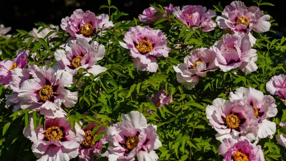 How to Plant, Grow, and Care for Tree Peonies