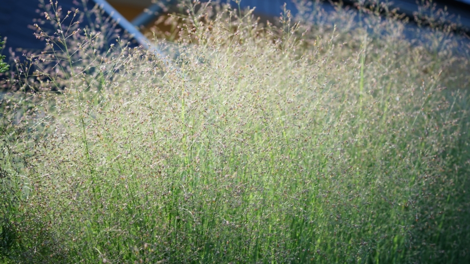 11 Best Ornamental Grasses To Create A Privacy Screen