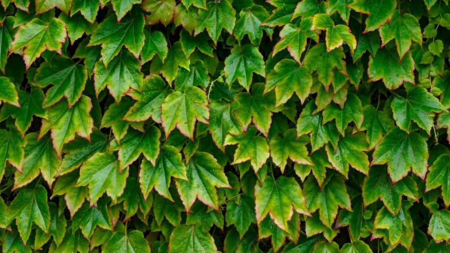 21 Beautiful, Fast-Growing Vines for Your Landscape