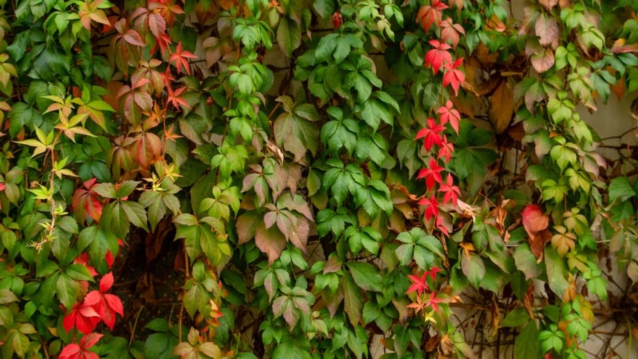 Don't Plant These 11 Vines in Your Garden