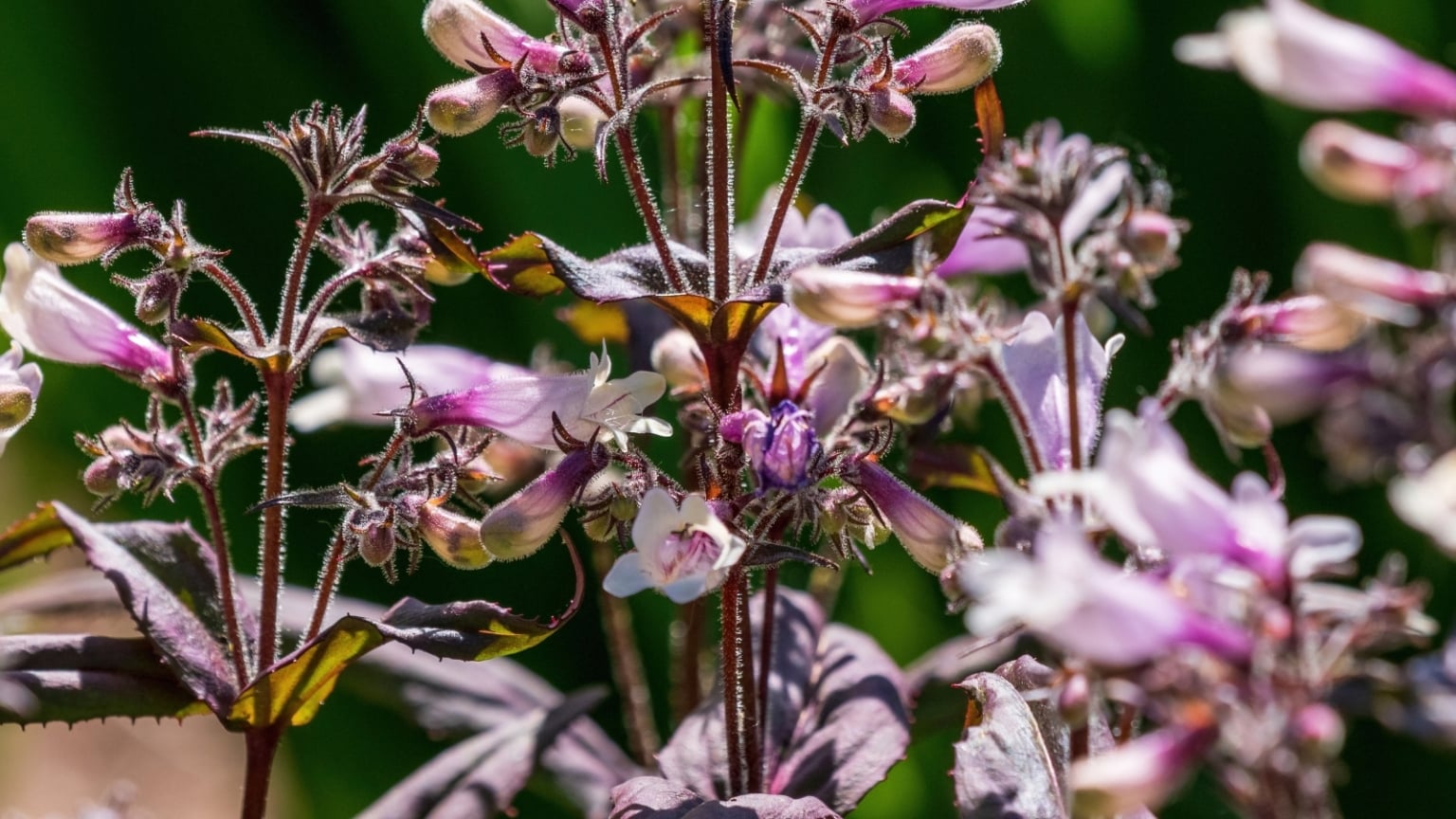 19 Beautiful Foxglove Varieties to Plant This Year