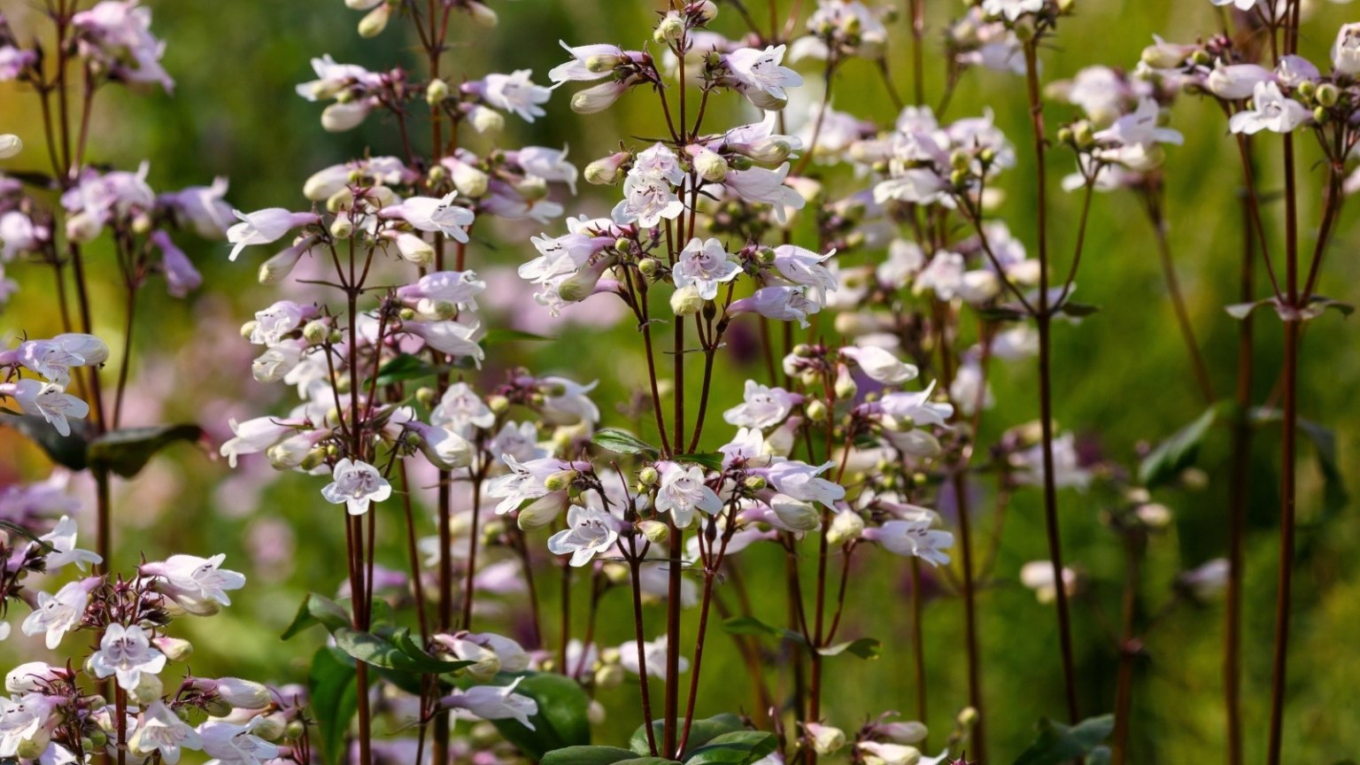 21 Native Wildflowers for Tennessee Gardens