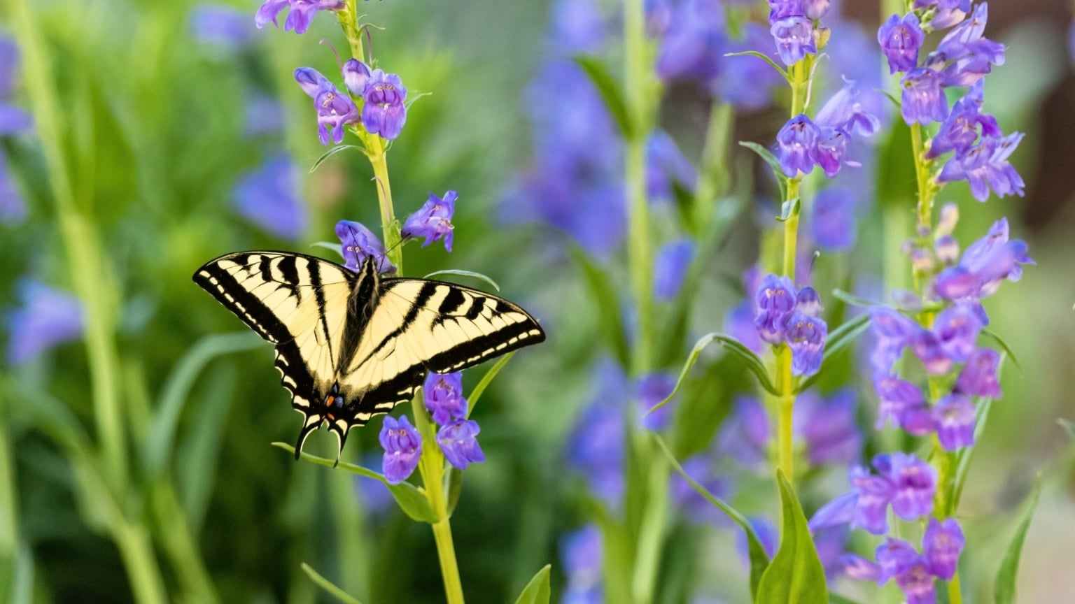 29 Beautiful Heirloom Flowers For Your Garden