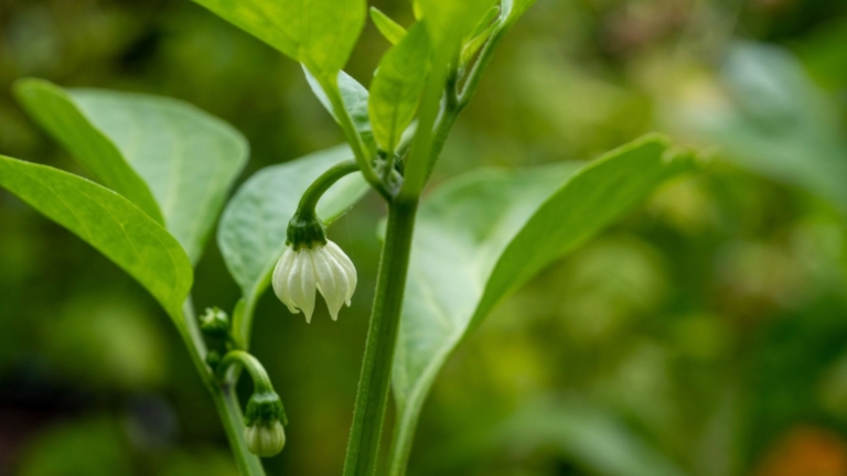 A Comprehensive Guide to Creating Your Own Hybrid Peppers