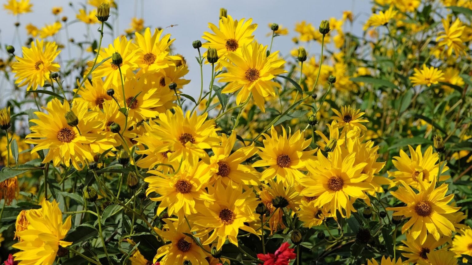 How to Plant, Grow, and Care For Sunflowers