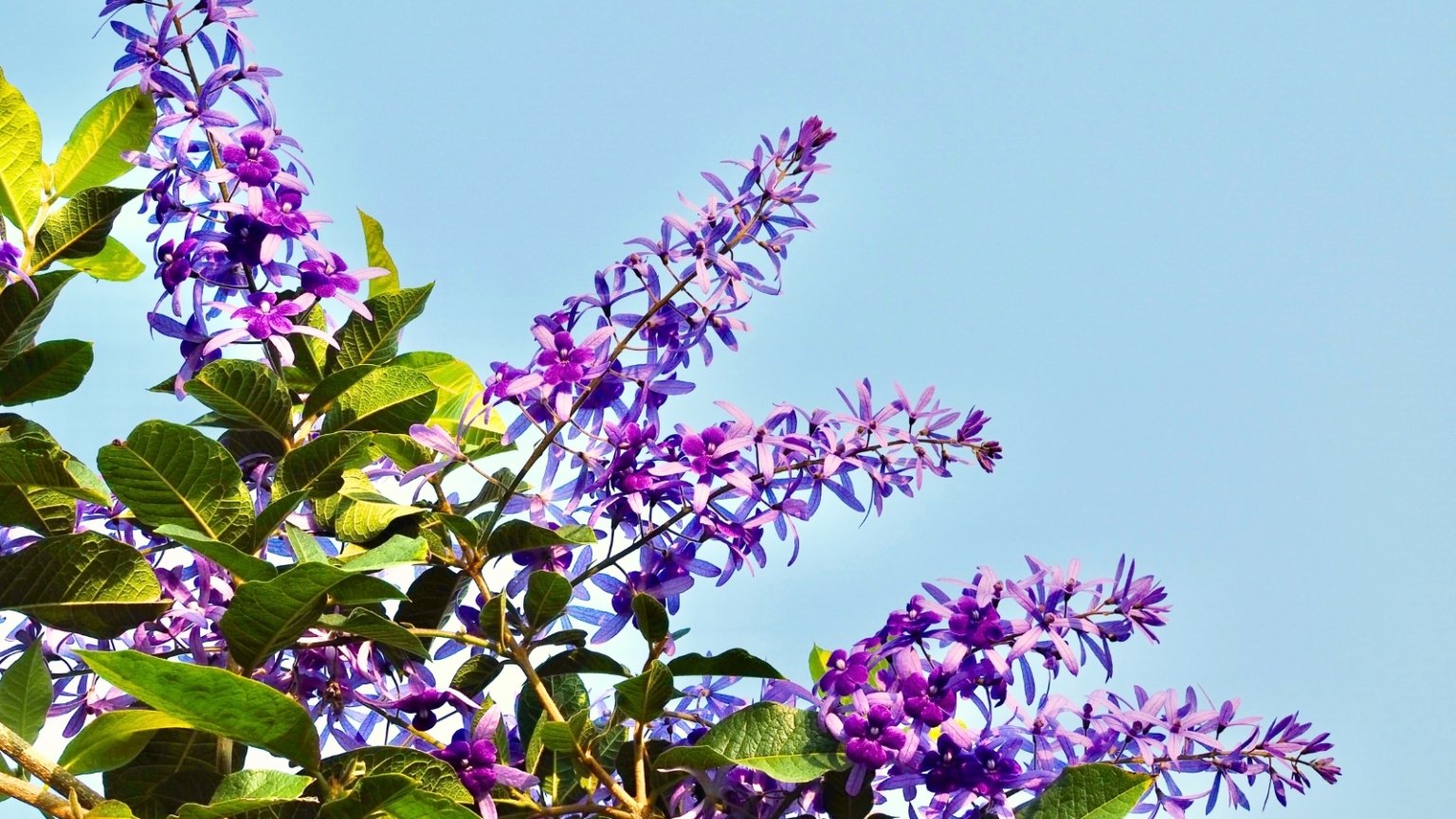 21 Beautiful, Fast-Growing Vines for Your Landscape