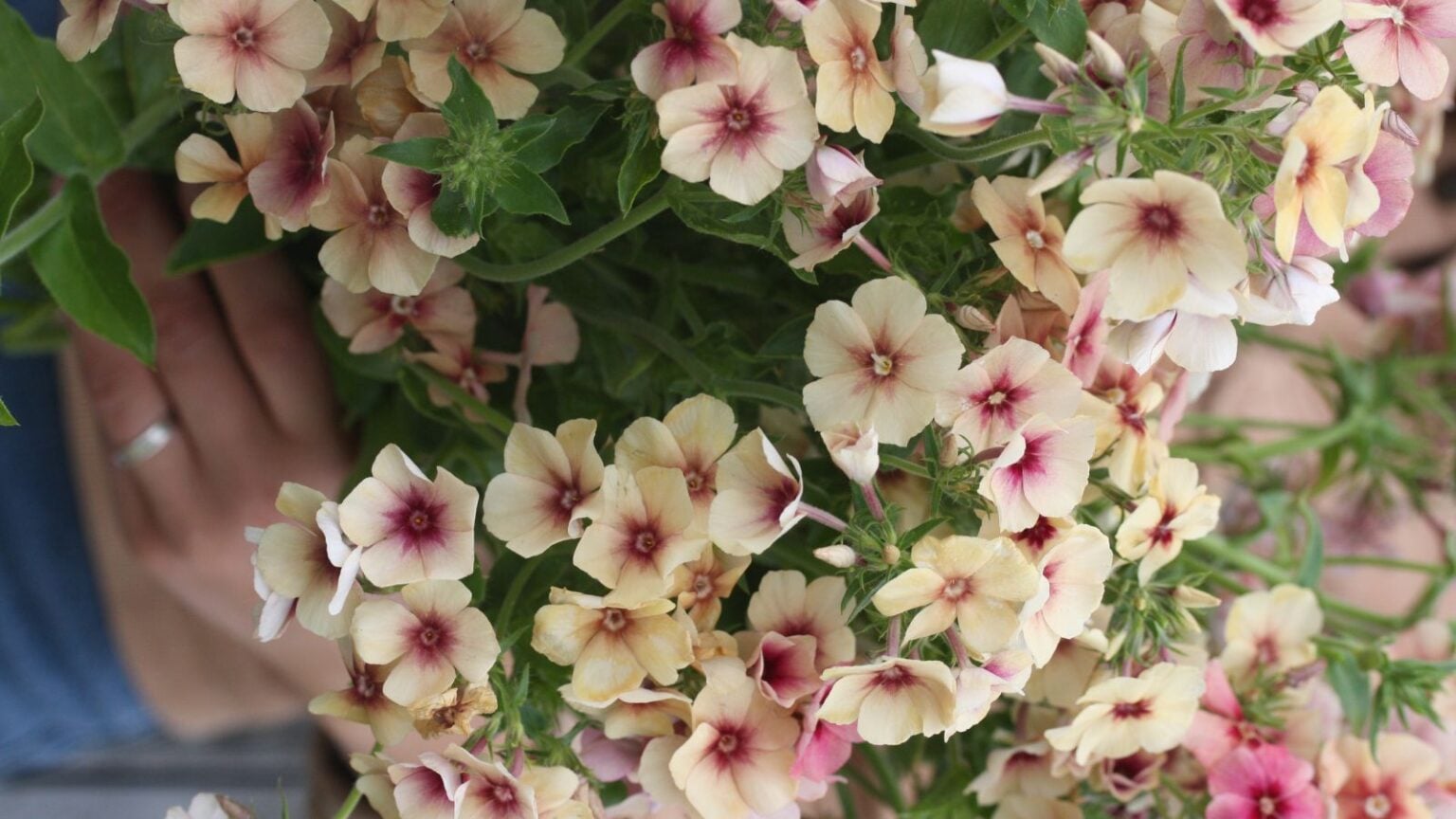 17 Annual Flowers That Will Bloom Until First Frost