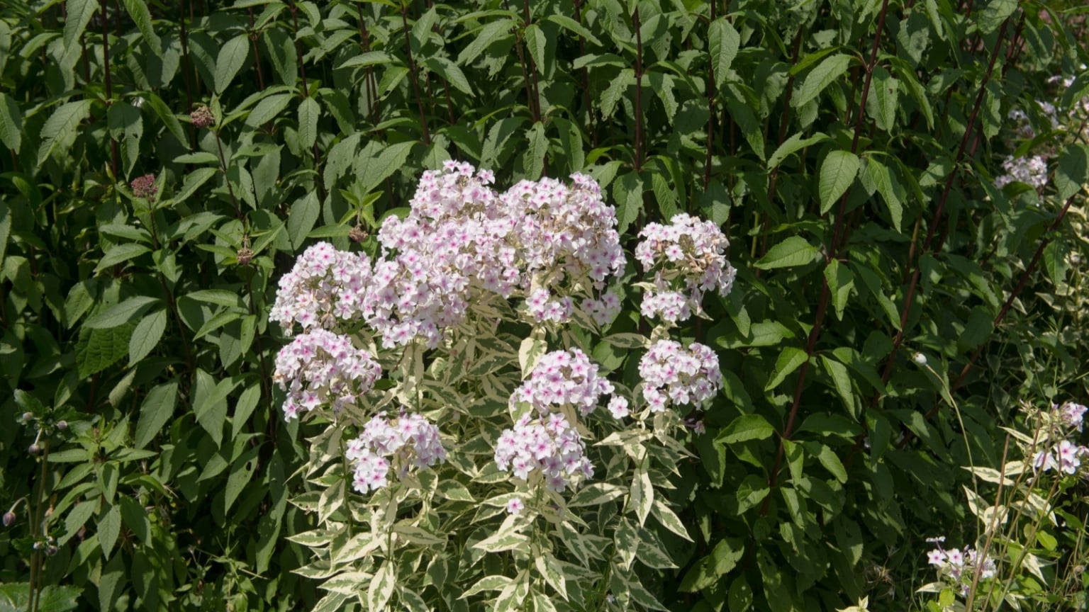 21 Outdoor Plants With Variegated Leaves