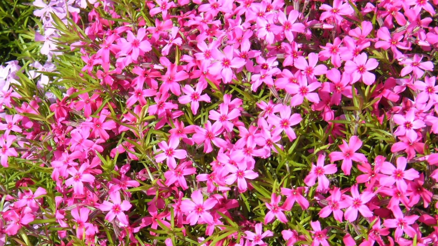 21 Best Short Perennials for the Front of the Border