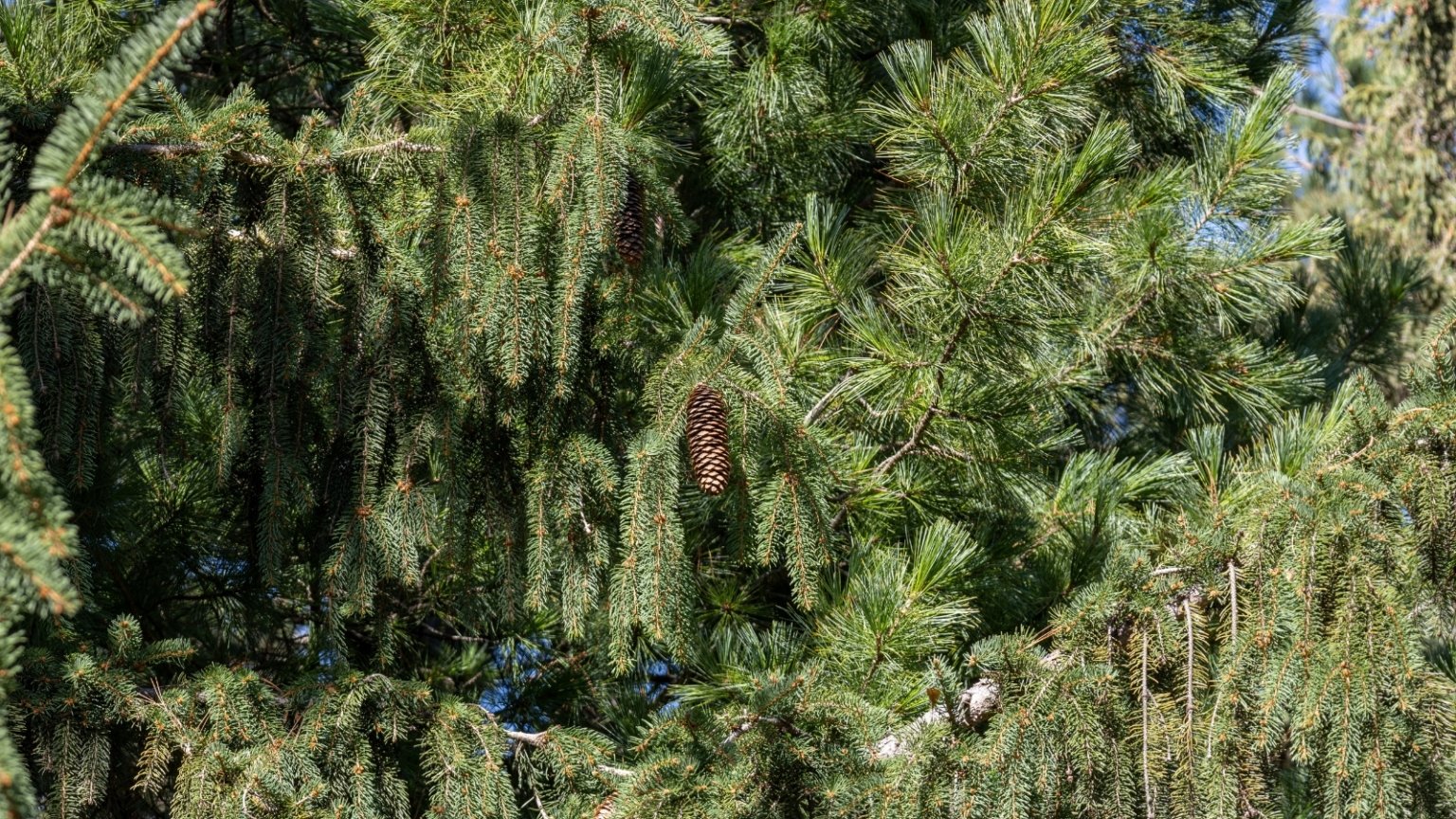 19 Dwarf Evergreen Trees for Your Landscape