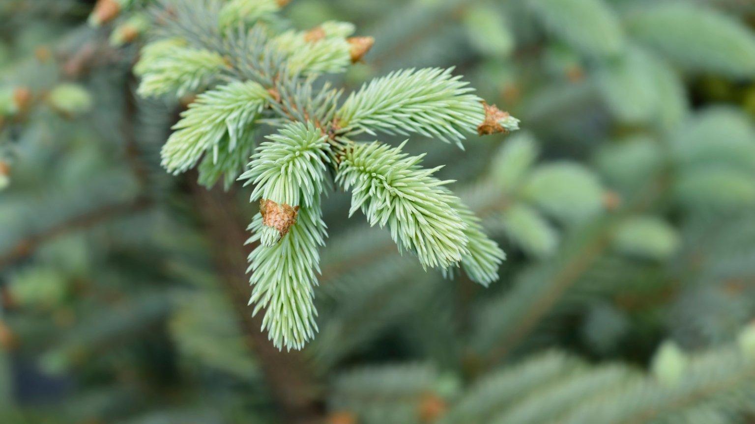 19 Dwarf Evergreen Trees for Your Landscape