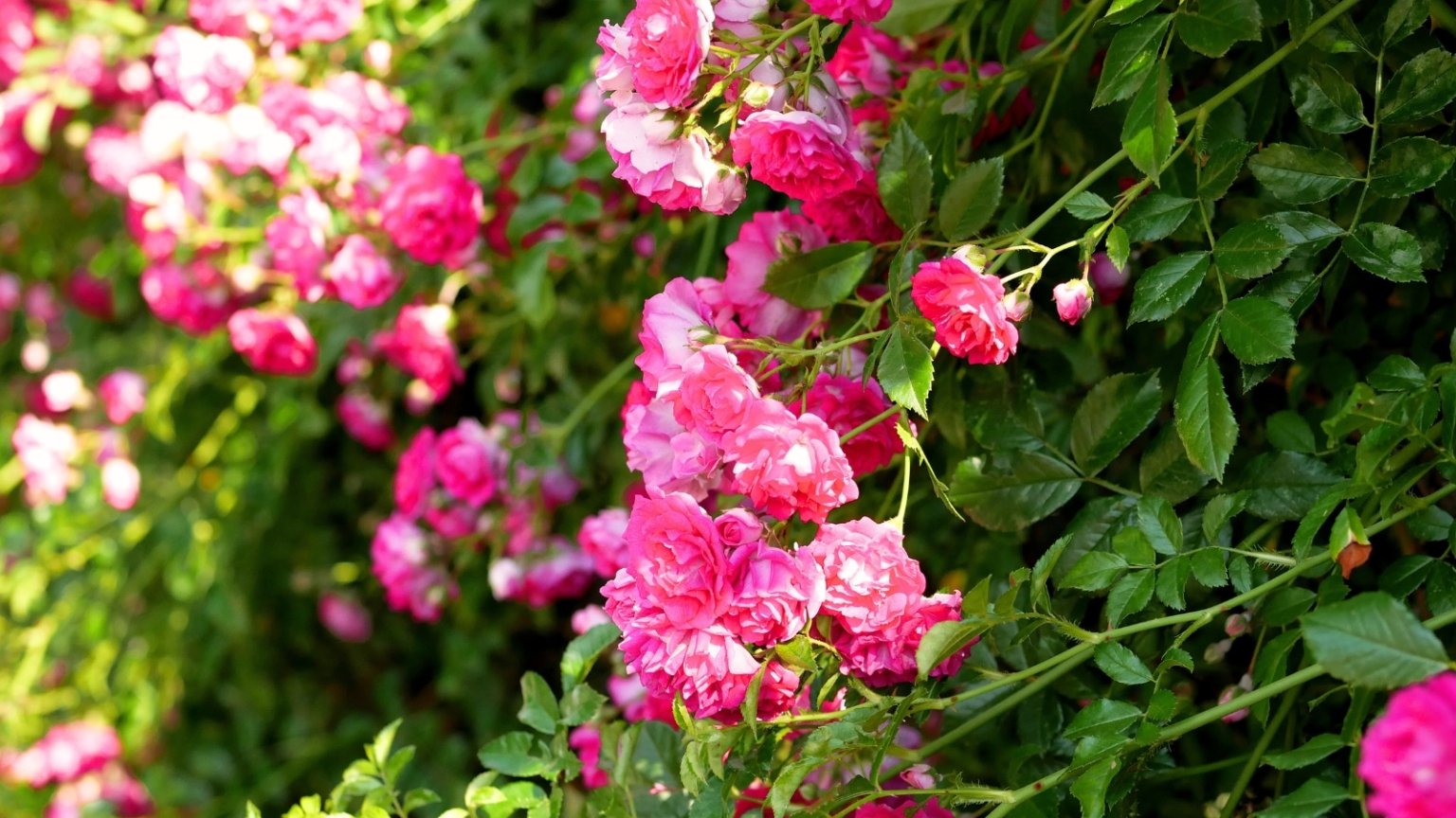 How to Plant, Grow, and Care for 'Zephirine Drouhin' Roses
