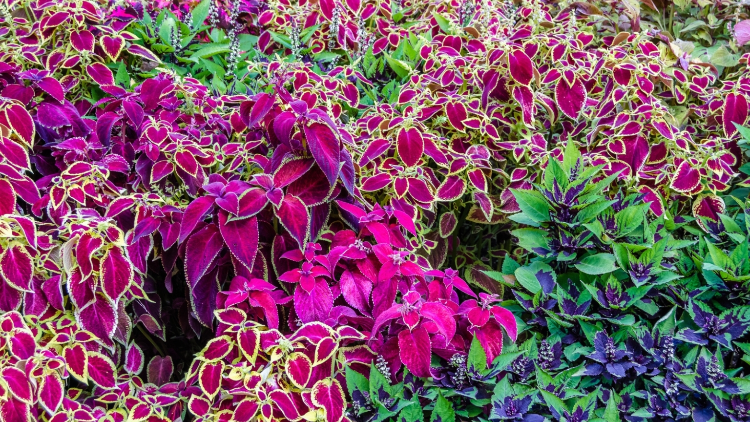 29 Beautiful Heirloom Flowers For Your Garden