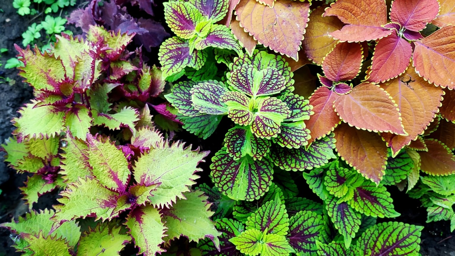 27 Best Heirloom Plants You Can Grow From Seed