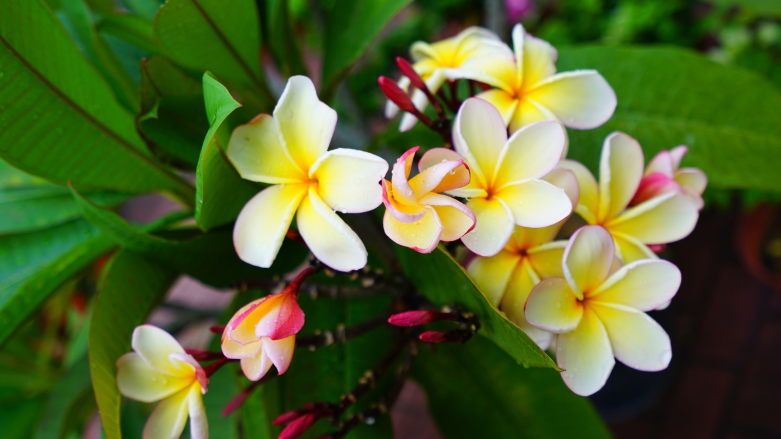 How to Plant, Grow and Care For Plumeria