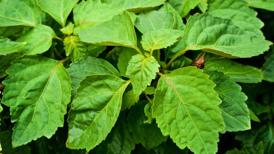 How to Plant, Grow, and Care for Patchouli