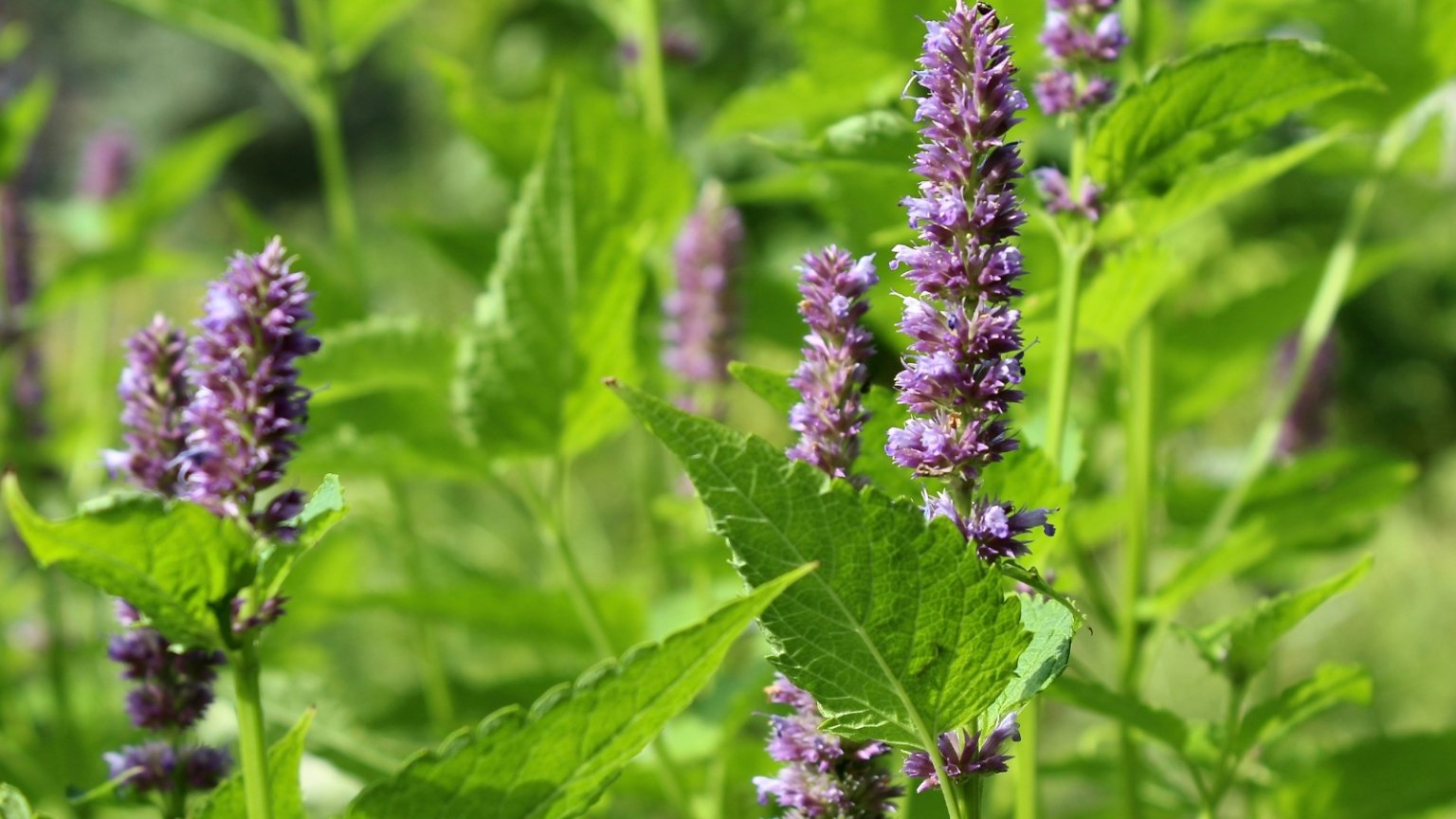 How to Plant, Grow, and Care for Patchouli