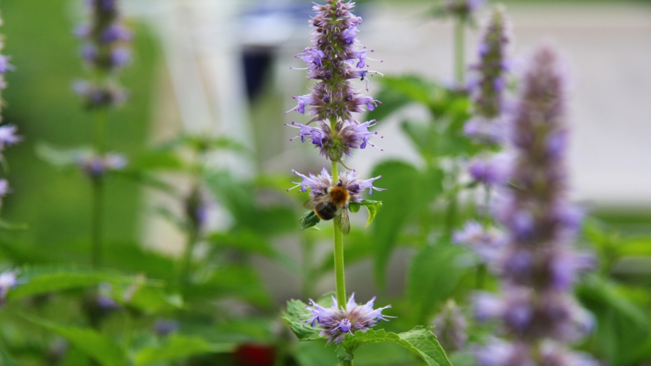 How to Plant, Grow, and Care for Patchouli