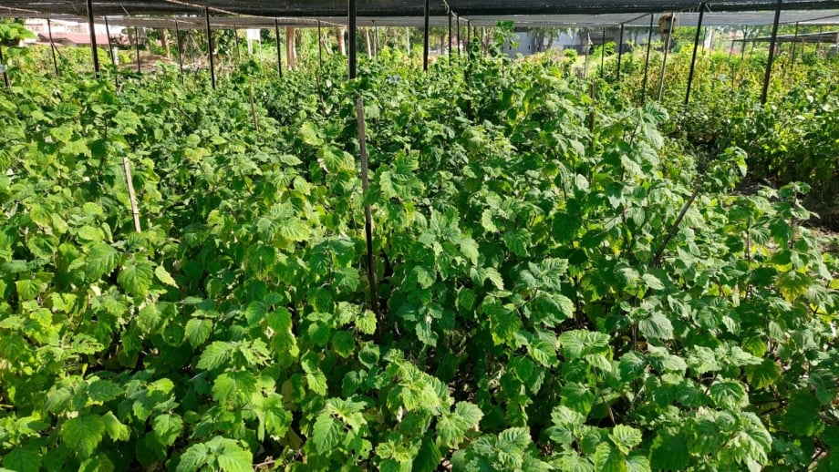How to Plant, Grow, and Care for Patchouli