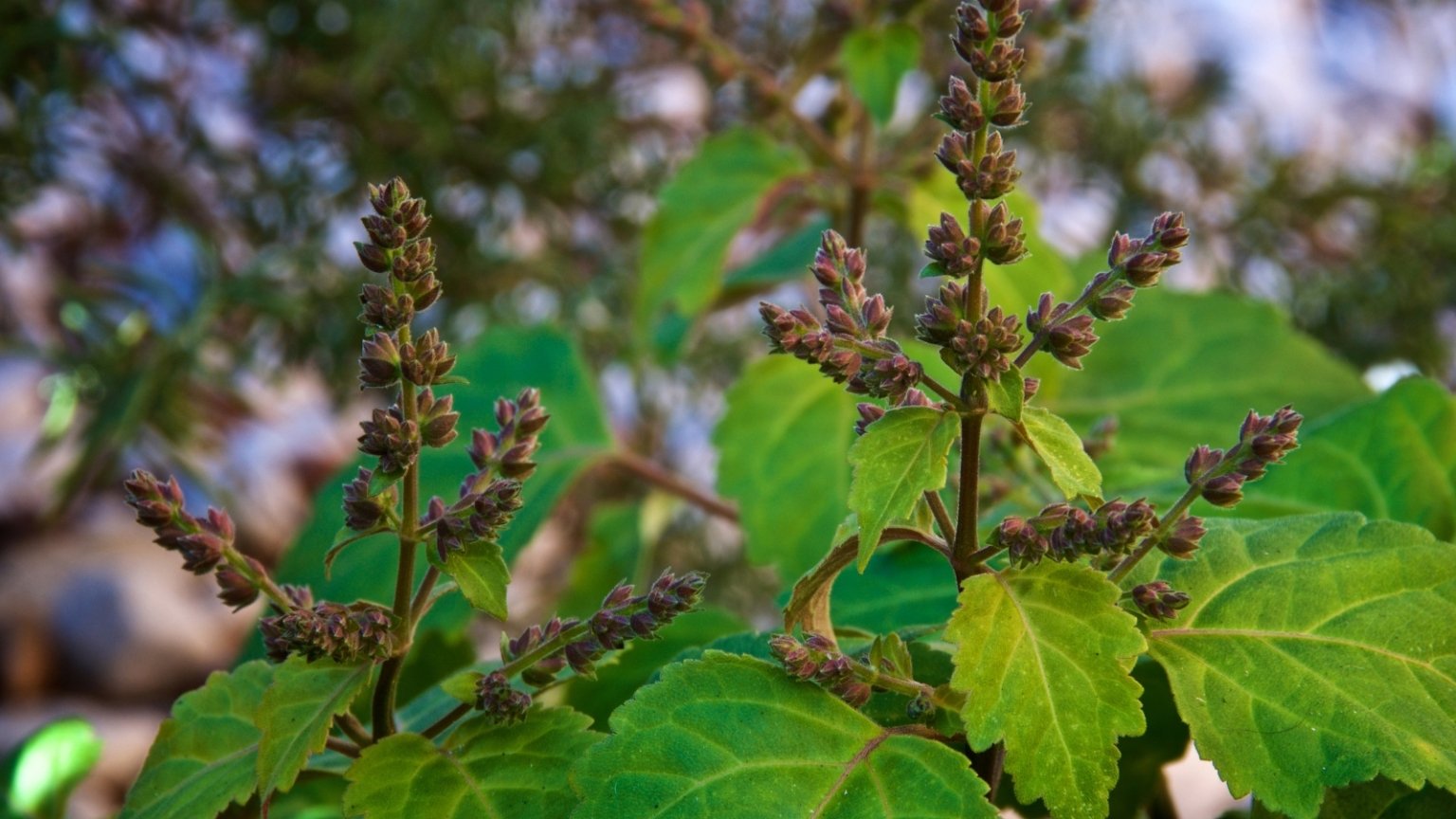 How to Plant, Grow, and Care for Patchouli