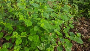 How to Plant, Grow, and Care for Patchouli