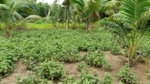How to Plant, Grow, and Care for Patchouli